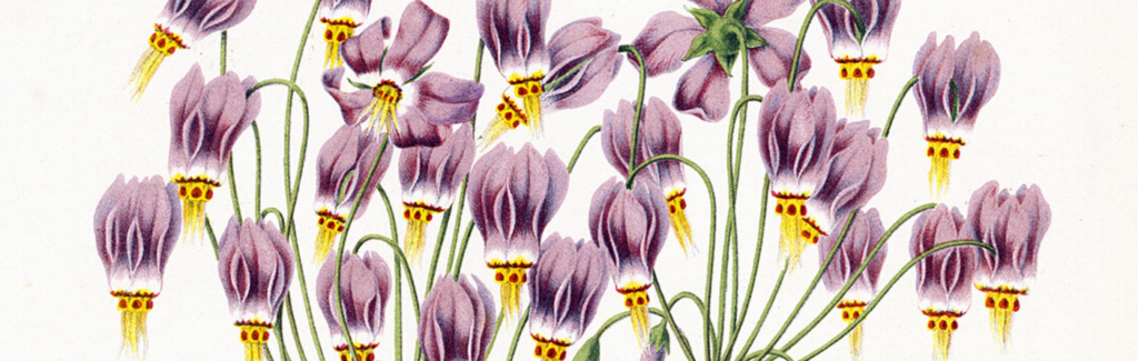 Wild About Wildflowers - Lloyd Library