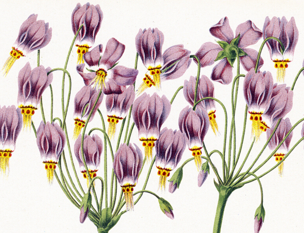 Digital Exhibits - Lloyd Library