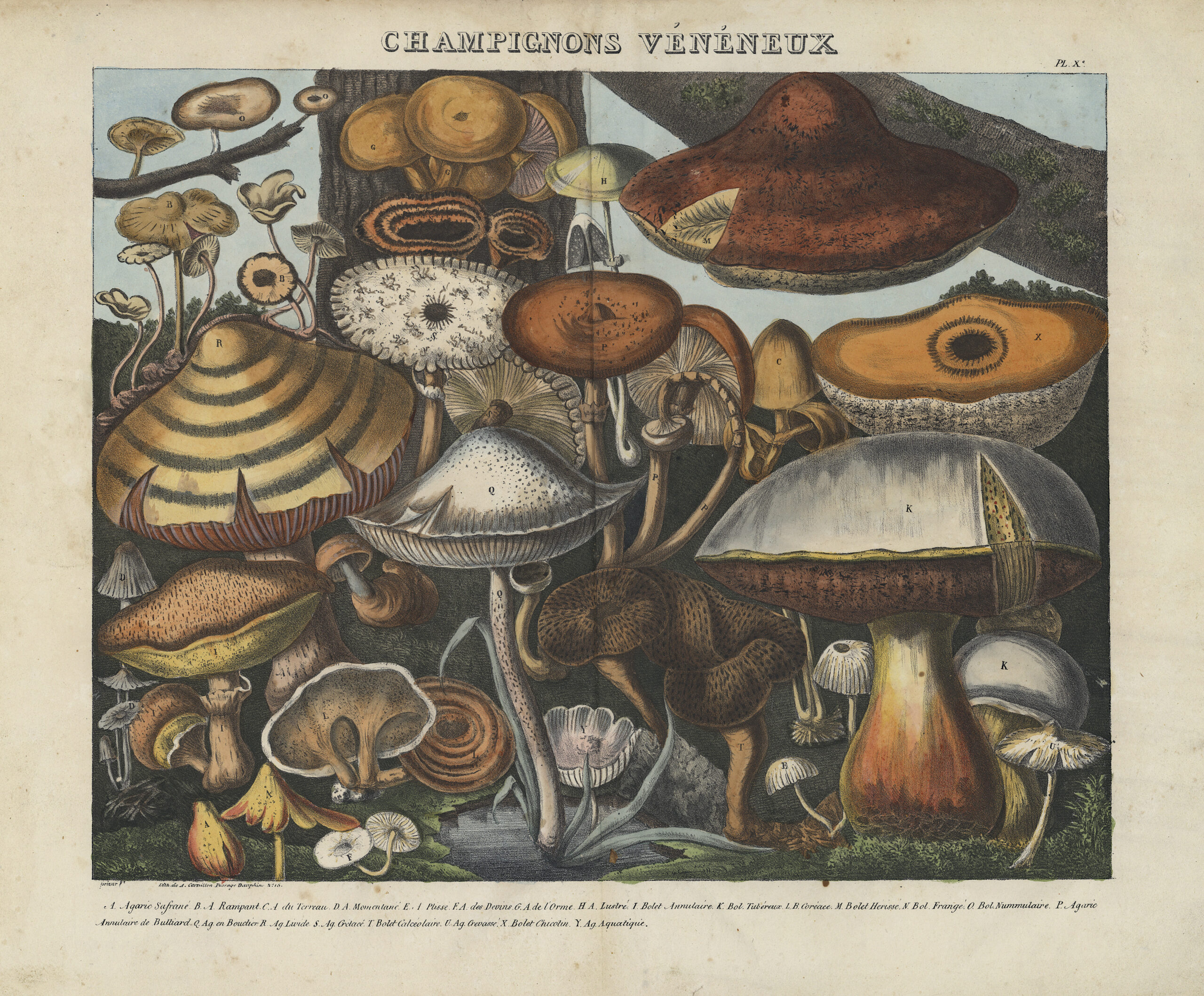 Lloyd Shop - Lloyd Library