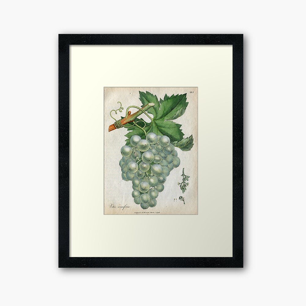 Lloyd Shop - Lloyd Library