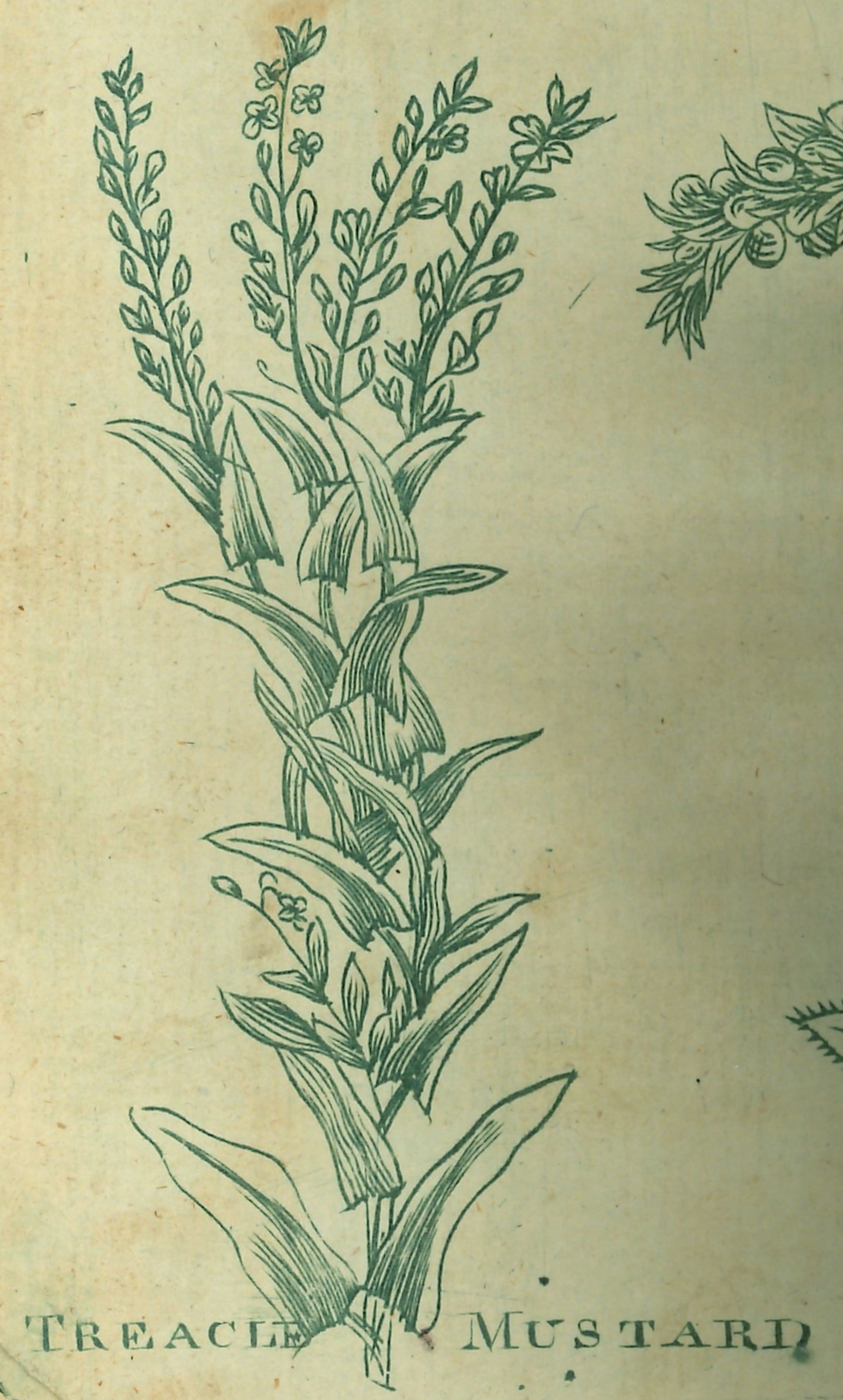 Mustard, Medicine and Health - Lloyd Library