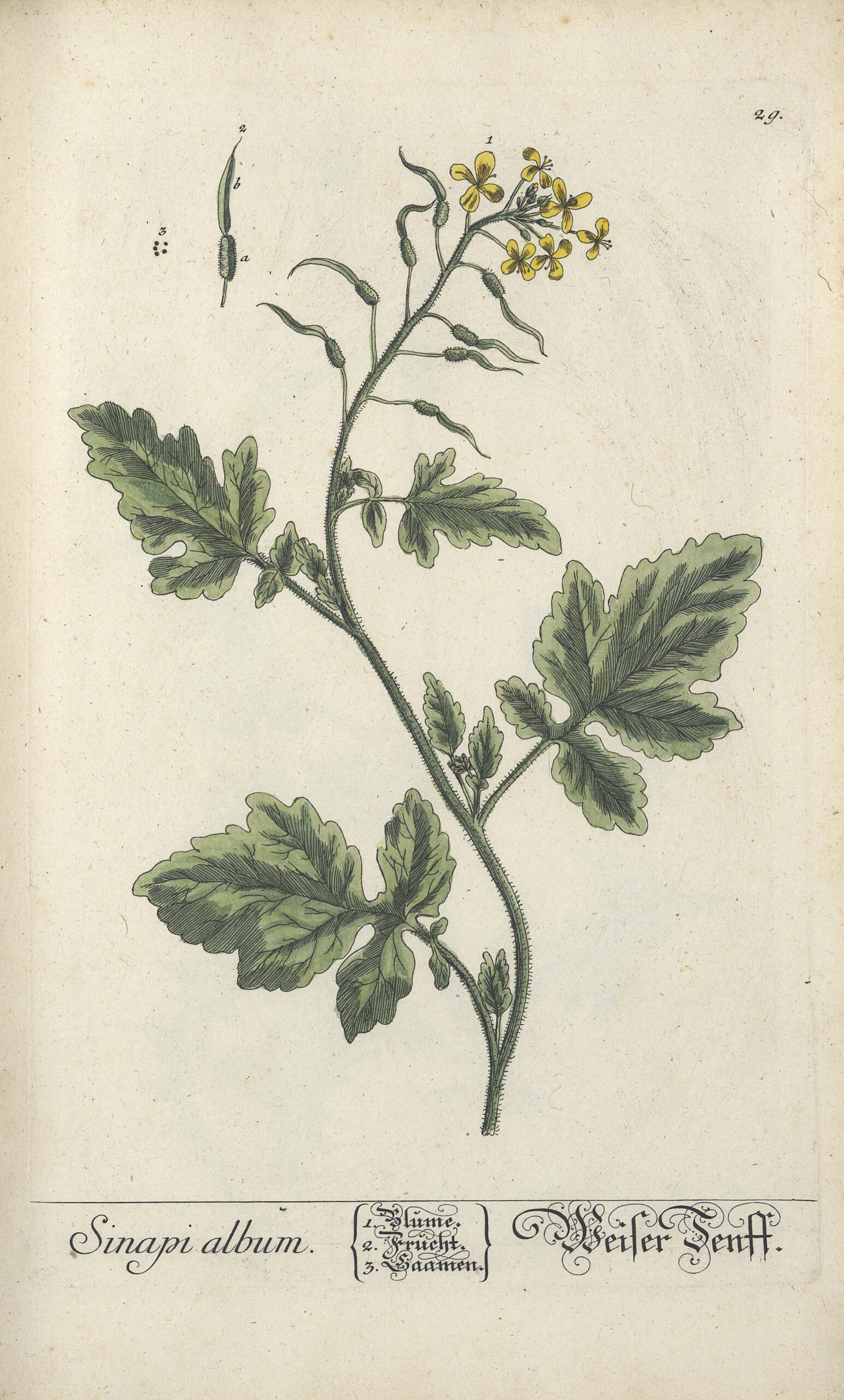 Mustard, Medicine and Health - Lloyd Library