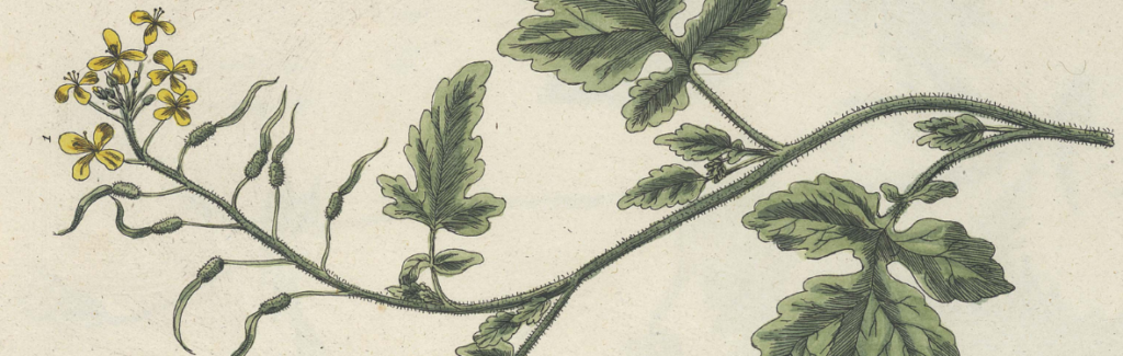 Mustard, Medicine and Health - Lloyd Library