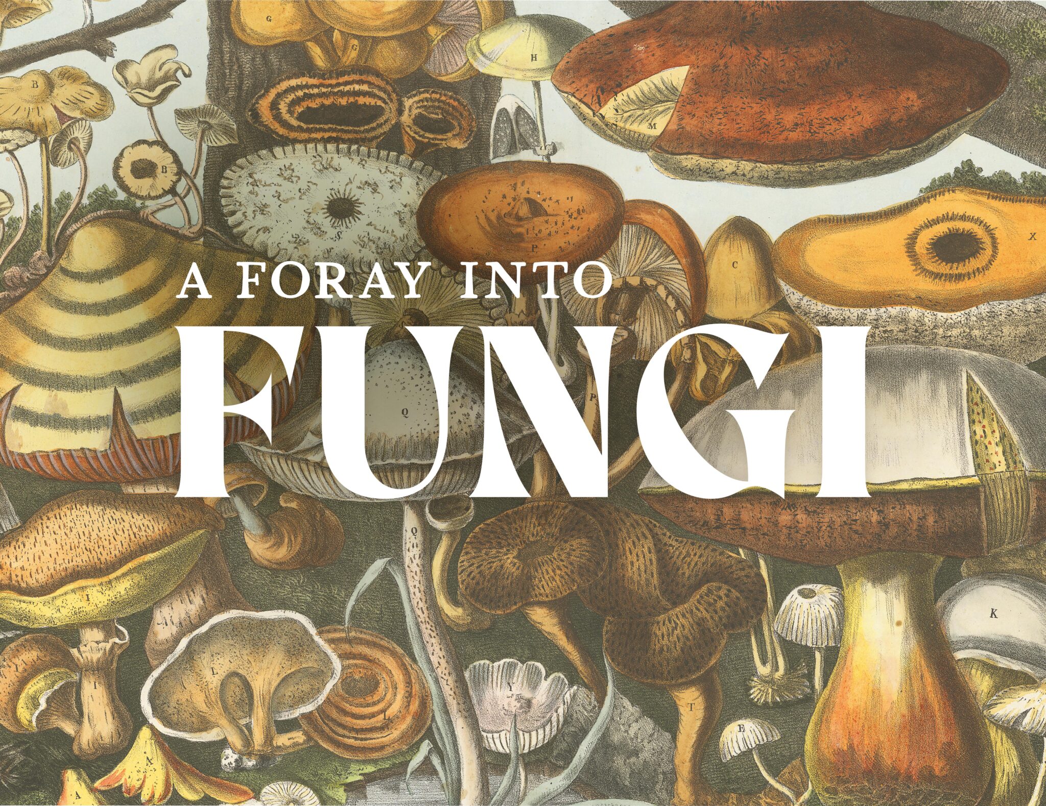 Exhibits - Lloyd Library